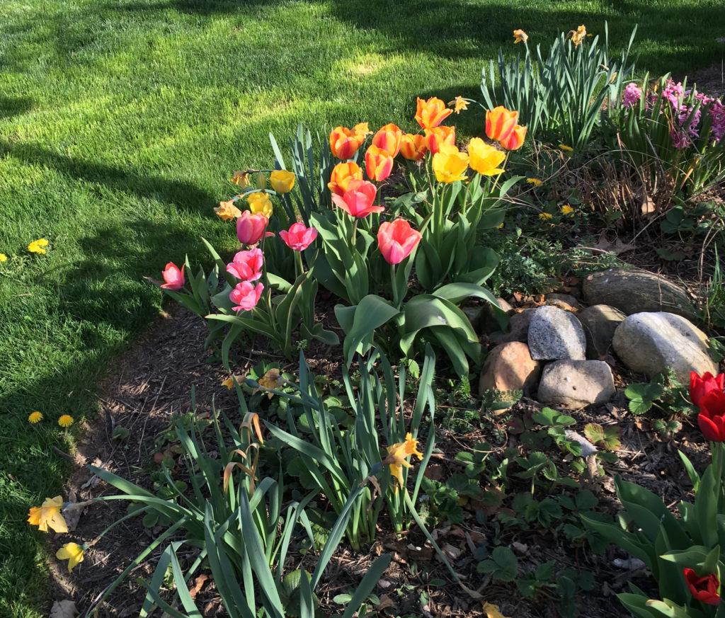 Spring Flowers - Dr. Susie Myers